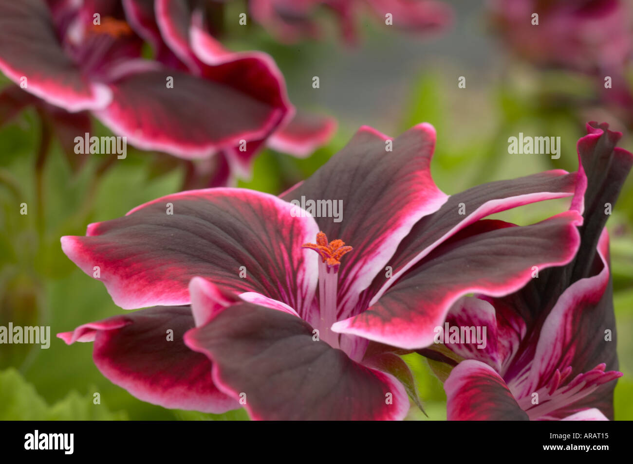 White and purple pelargonium hi-res stock photography and images - Alamy