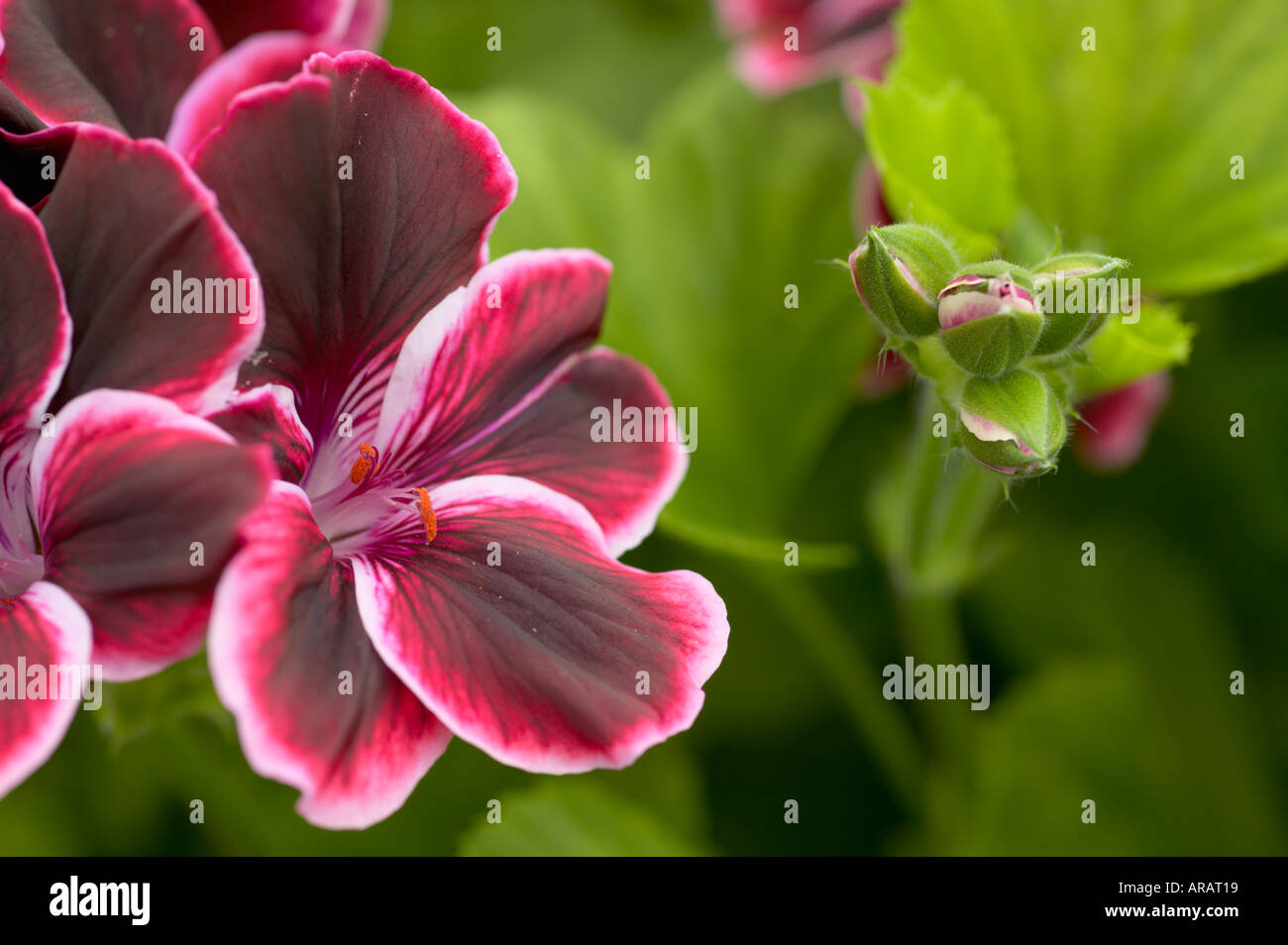 White And Purple Pelargonium High Resolution Stock Photography and ...