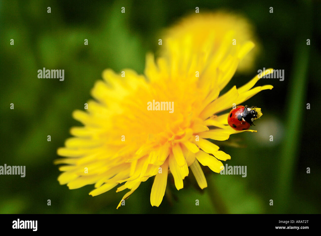 Ladybird on Dandelion Stock Photo - Alamy