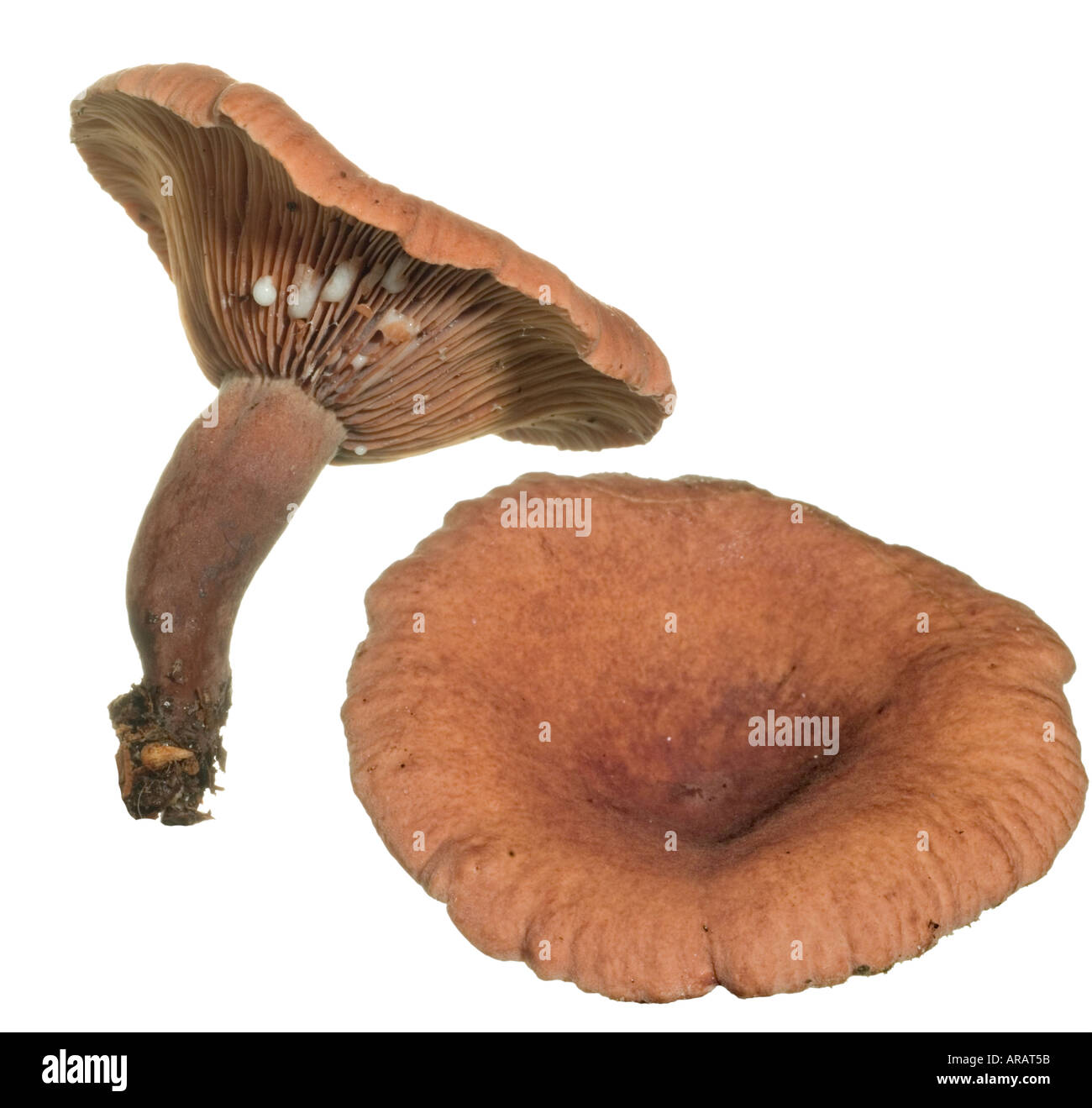 Curry scented milk cap hi-res stock photography and images - Alamy