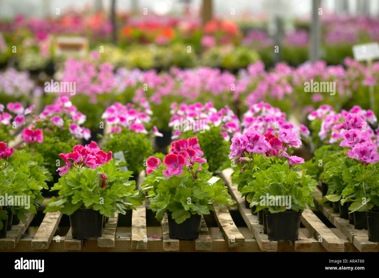 Pelargoniums tender perennial hi-res stock photography and images - Alamy