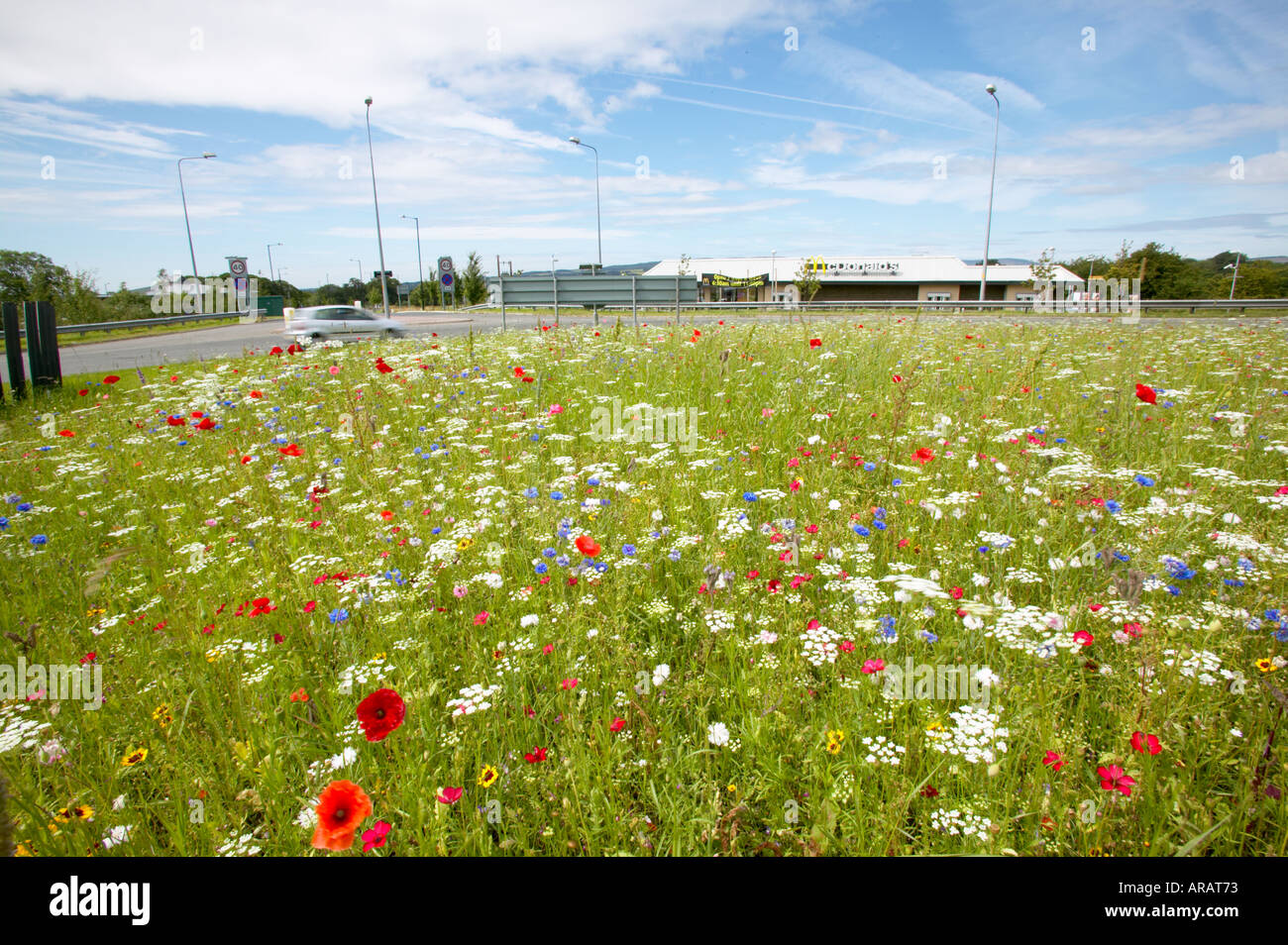 busy roundabout planted with arable weed wildflower and wild meadow ...