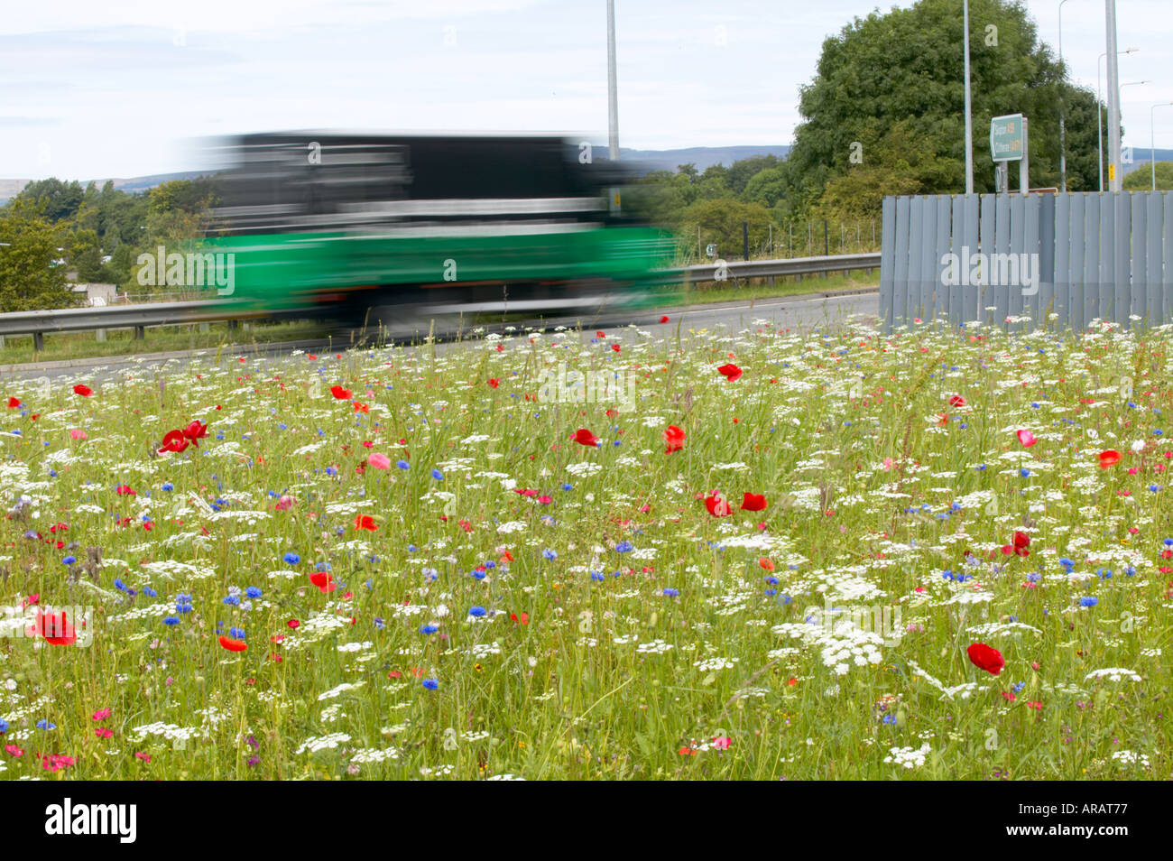 busy roundabout planted with arable weed wildflower and wild meadow ...