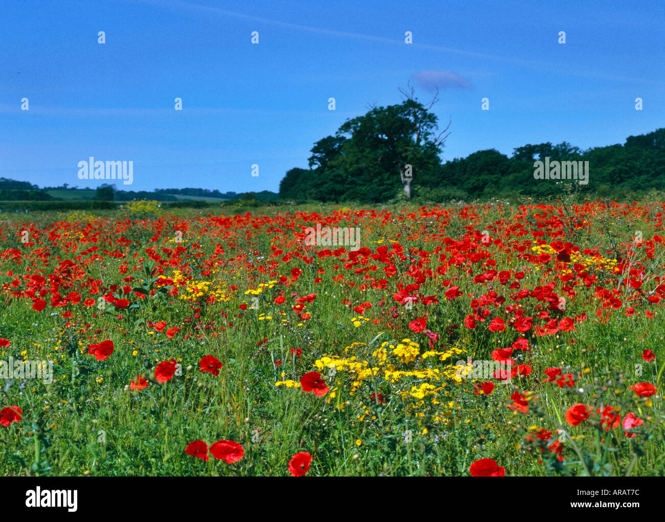 Poppies and other weeds growing in disturbed set aside fleld Hogs Back ...
