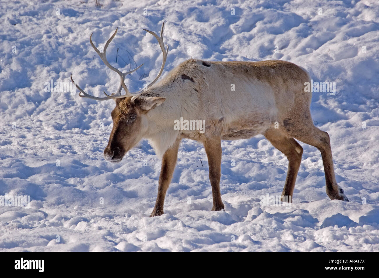 Woodland caribou quebec hi-res stock photography and images - Alamy
