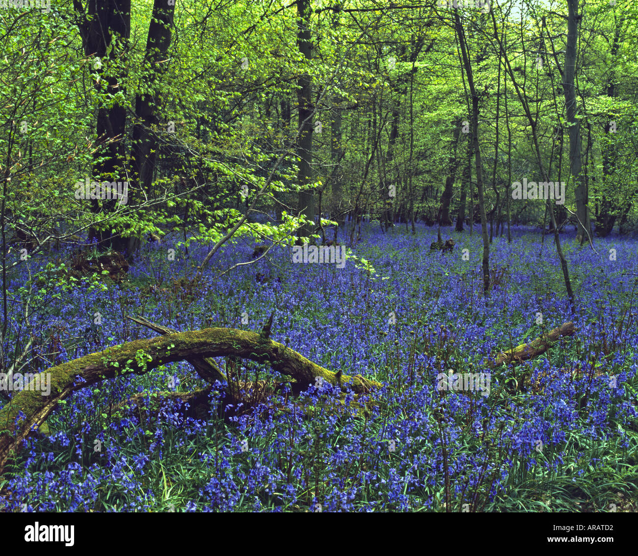Bluebells under spring beech. Bluebell woodland on North Down Way near ...
