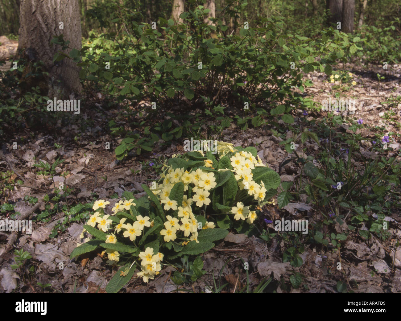 Primrose patch ancient hazel coppiced woodland Surrey England Spring ...