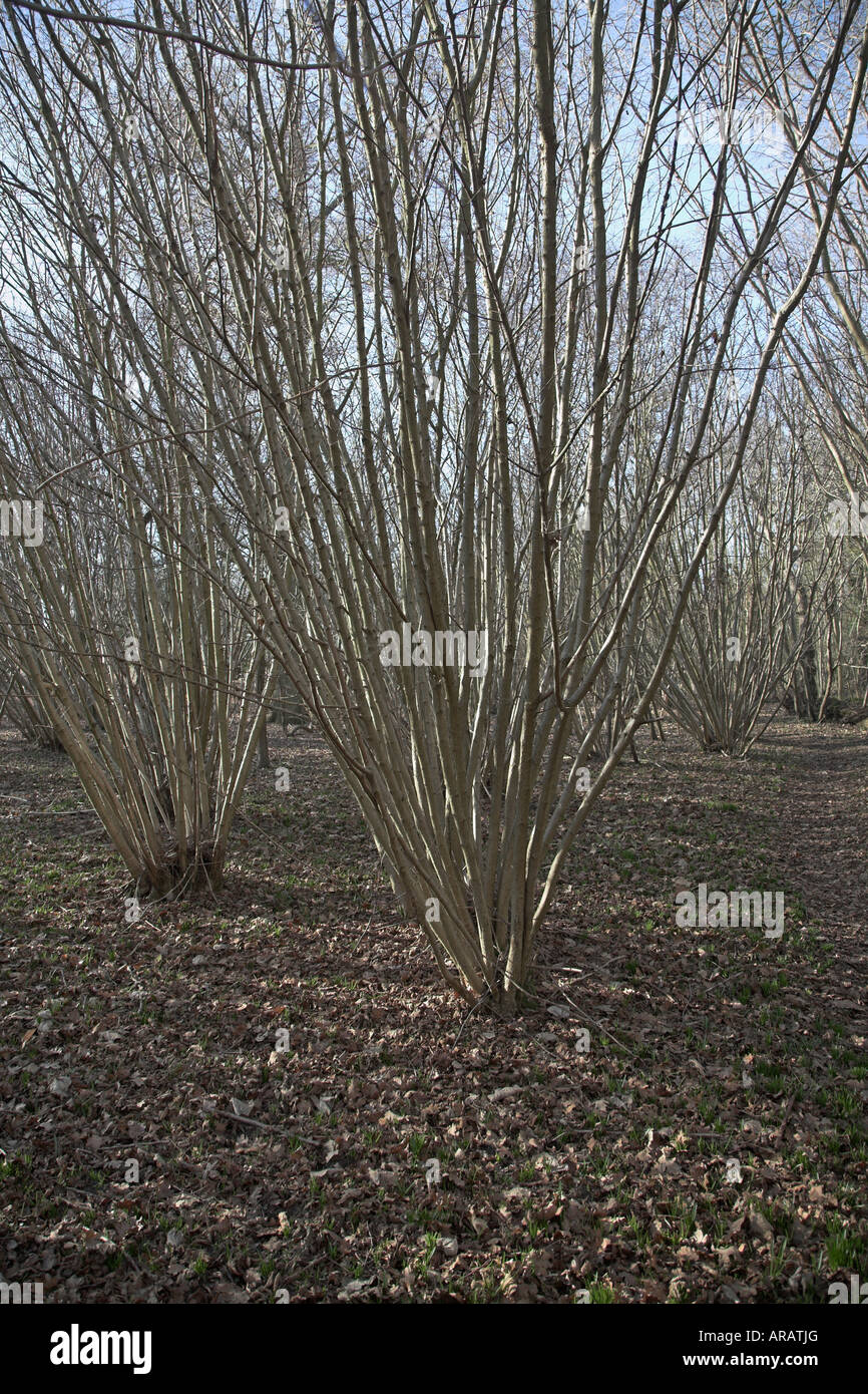 Coppiced trees hi-res stock photography and images - Alamy