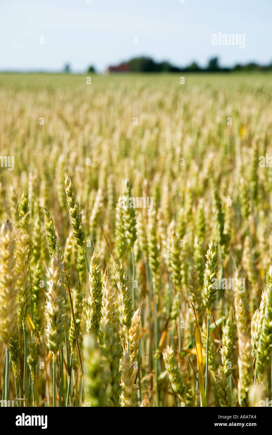 Dansk denmark hi-res stock photography and images - Alamy