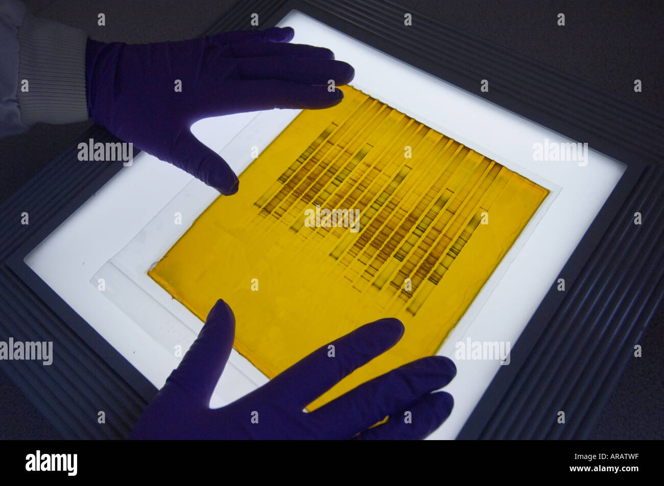DNA profiles from soil samples show bands representing individual ...