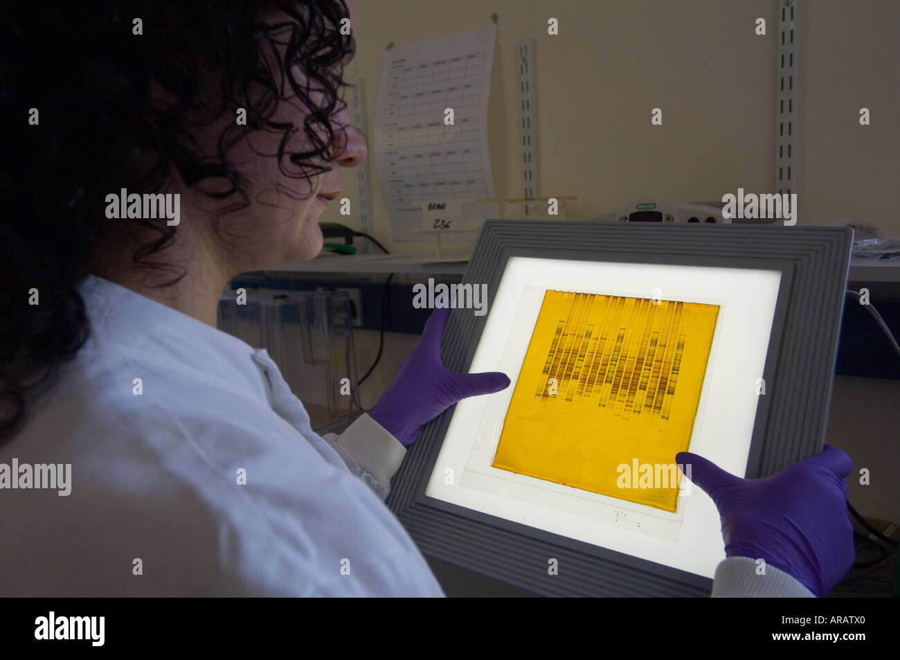 Dna profile hi-res stock photography and images - Alamy
