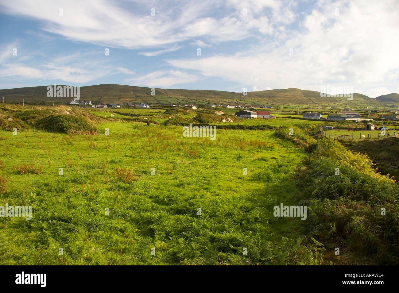 Irish meadow hi-res stock photography and images - Alamy