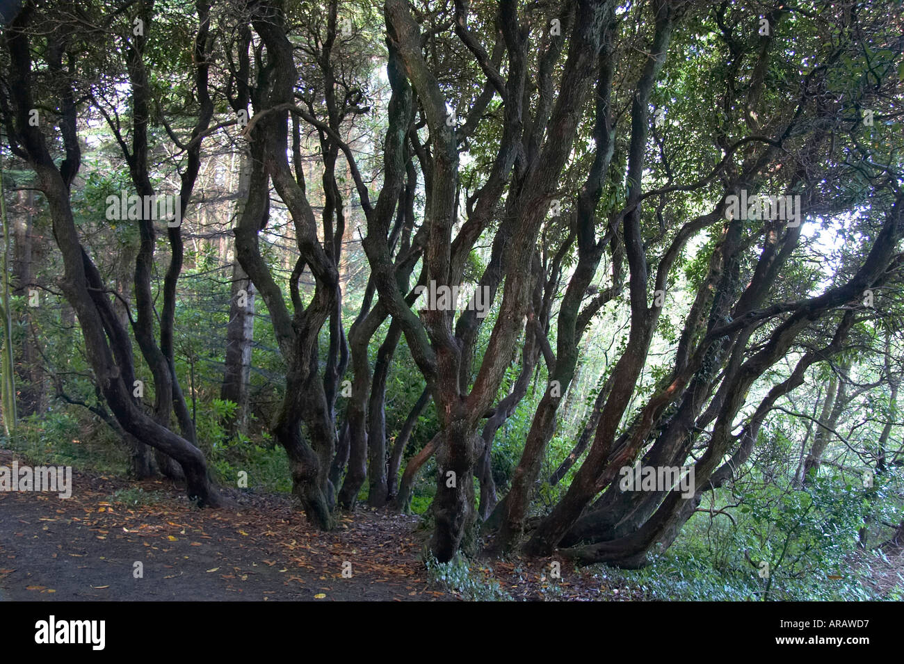 Parts of trees hi-res stock photography and images - Alamy