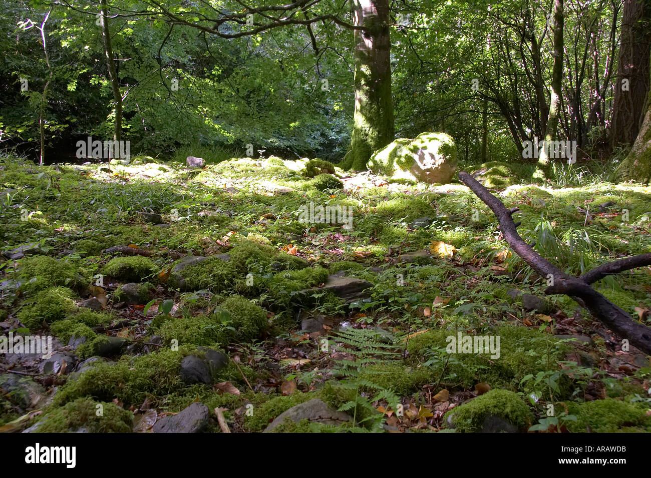 Mossy landscapes hi-res stock photography and images - Alamy
