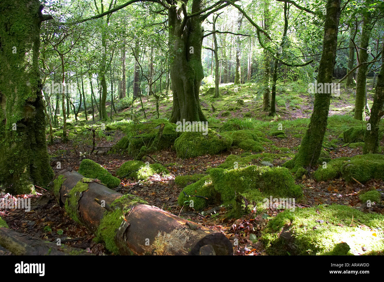 Mossy grounds hi-res stock photography and images - Alamy