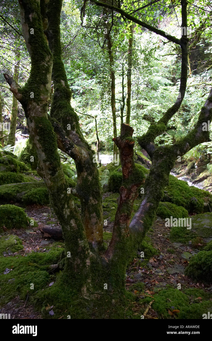 Mossy landscapes hi-res stock photography and images - Alamy