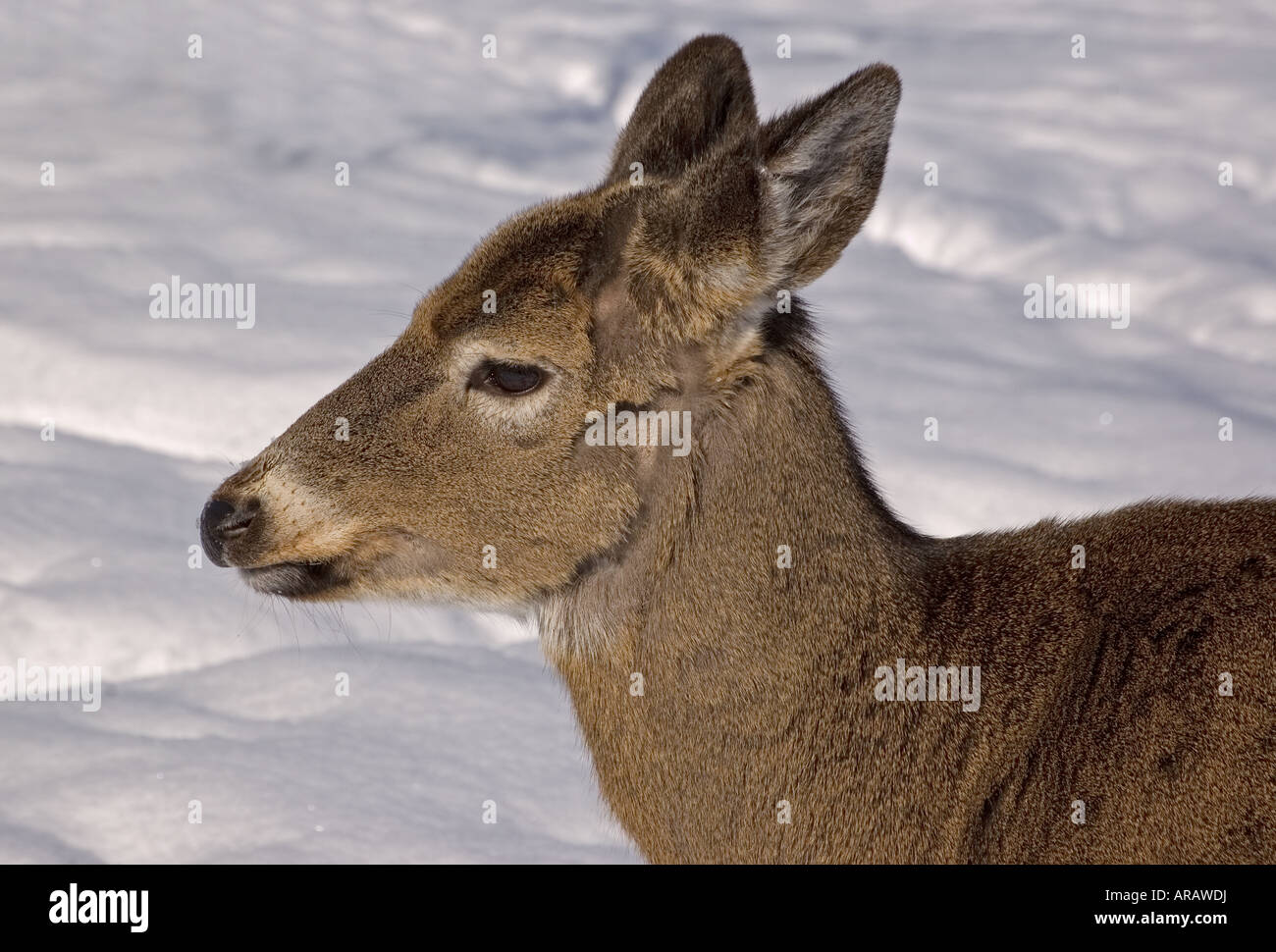A White-Tailed deer Stock Photo - Alamy
