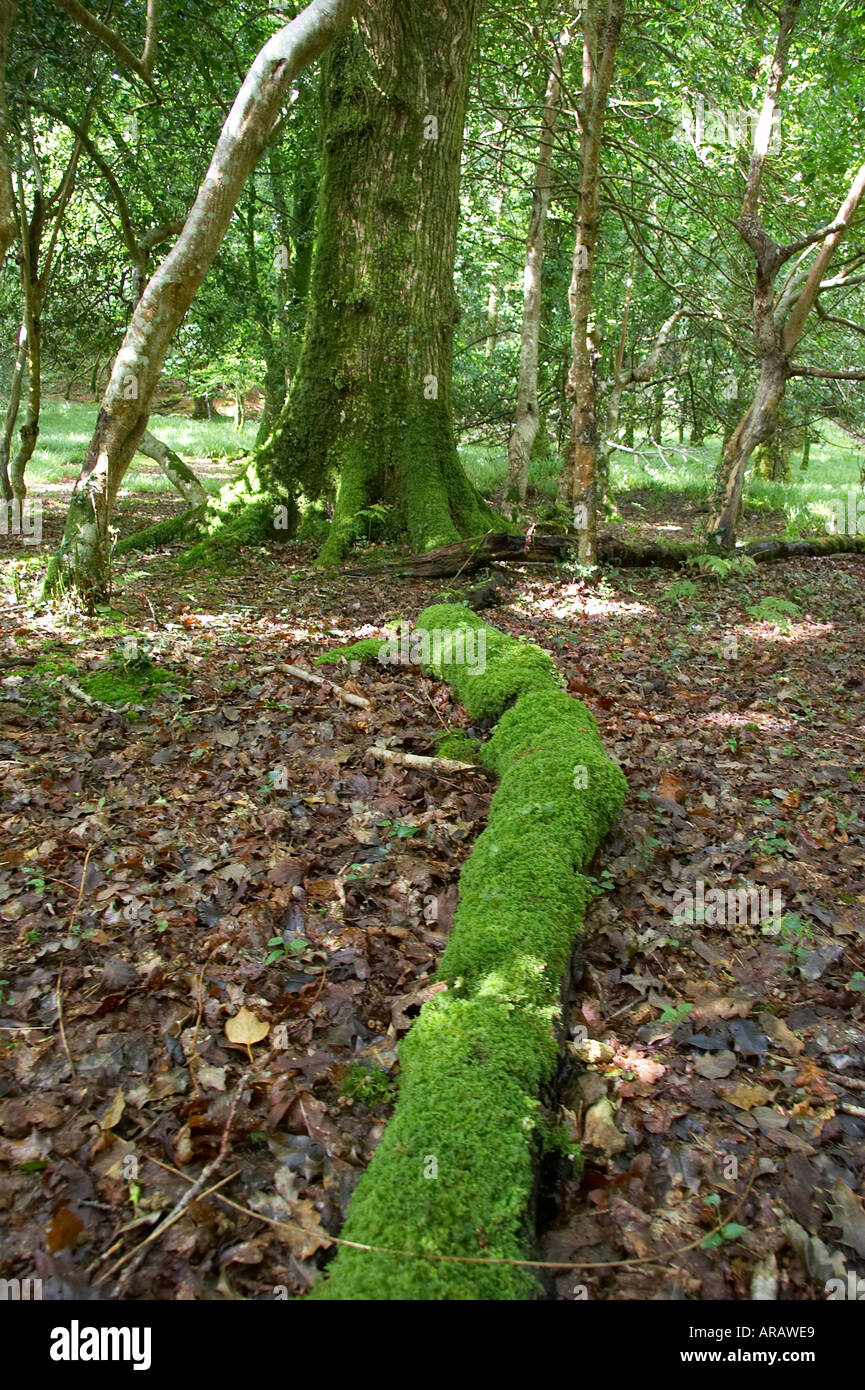 Mossy green plants leaves hi-res stock photography and images - Alamy