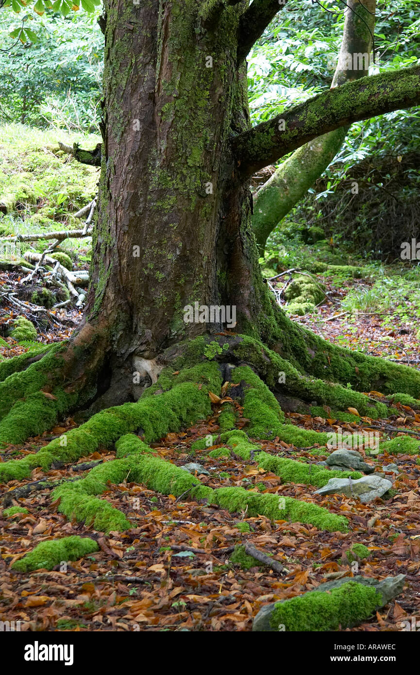 tree with mossy roots Stock Photo - Alamy