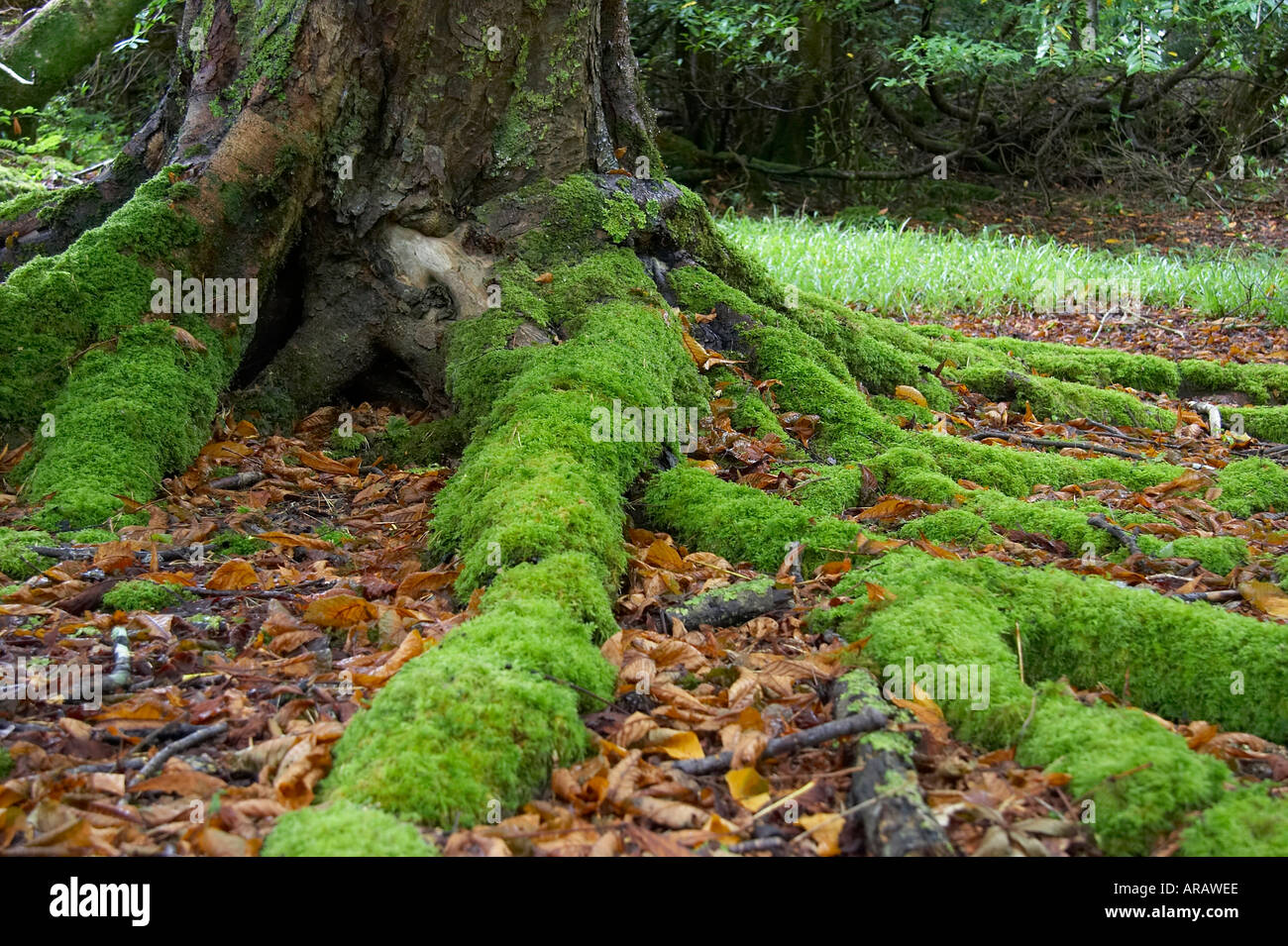 Mossy green plants leaves hi-res stock photography and images - Alamy
