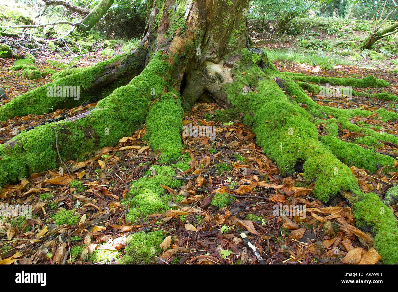 Mossy roots hi-res stock photography and images - Alamy