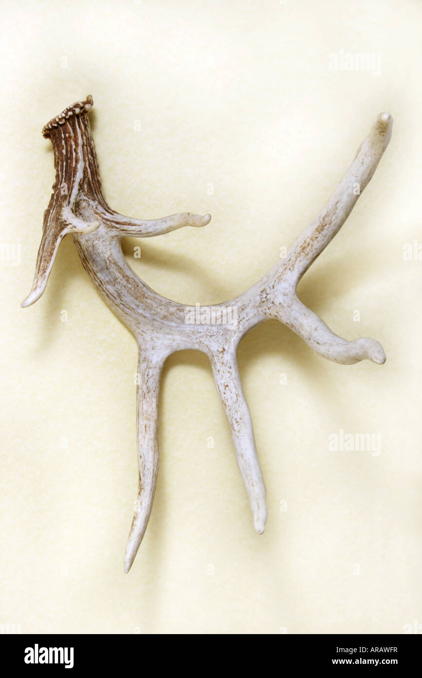 whitetail deer antlers Stock Photo - Alamy