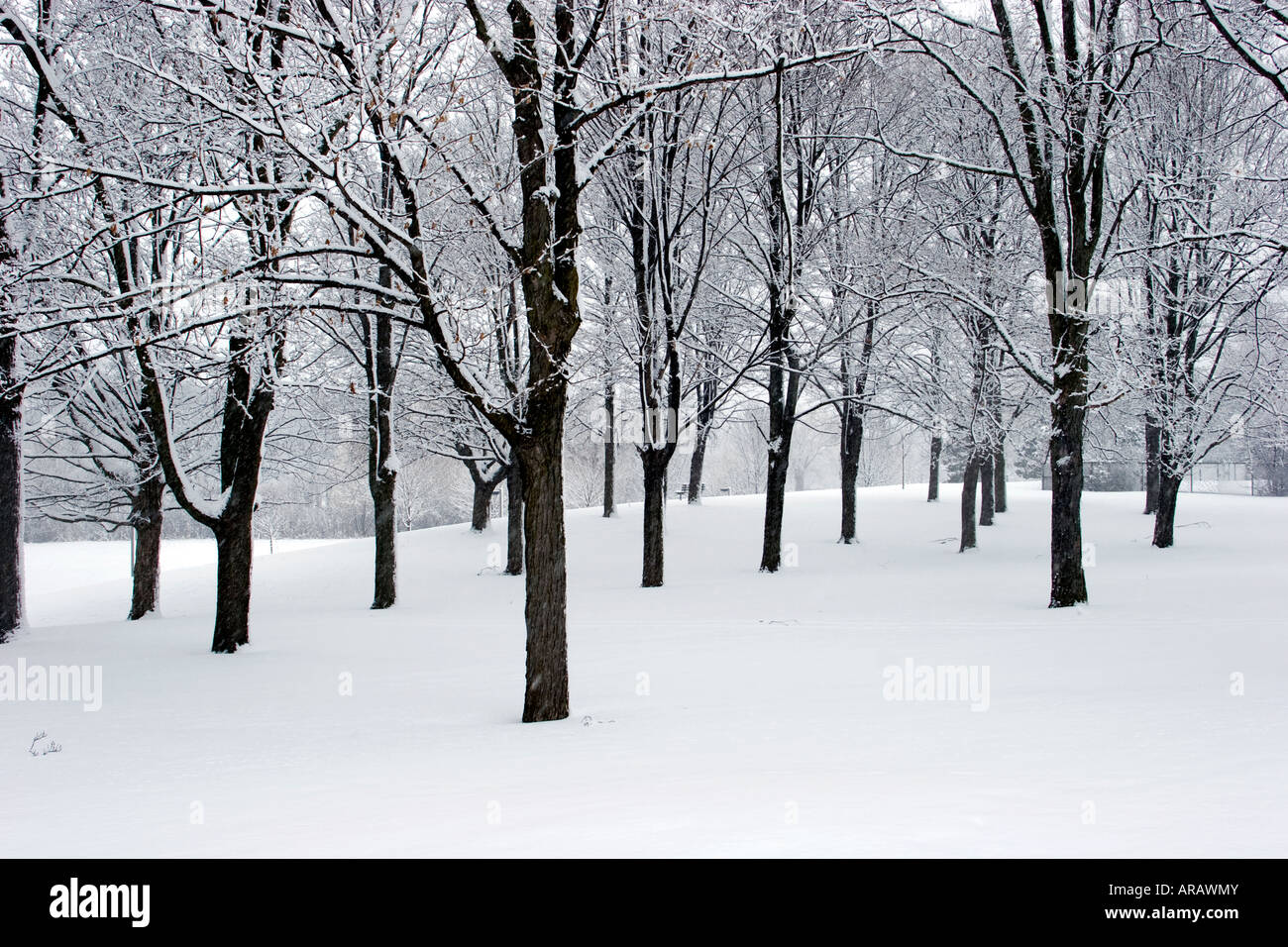 Tree park winter cold hi-res stock photography and images - Alamy