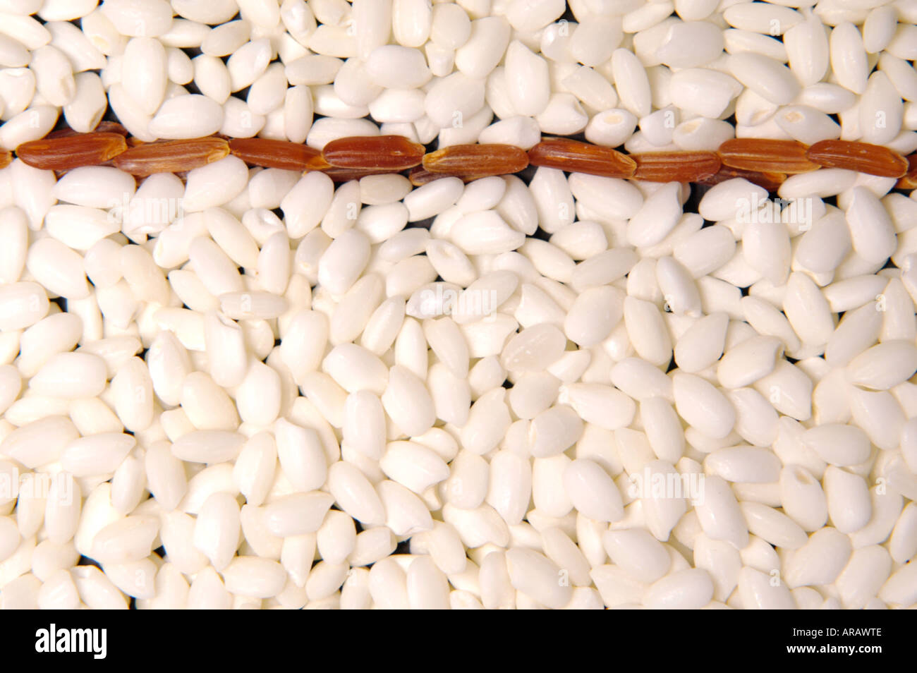 line of rice Stock Photo - Alamy