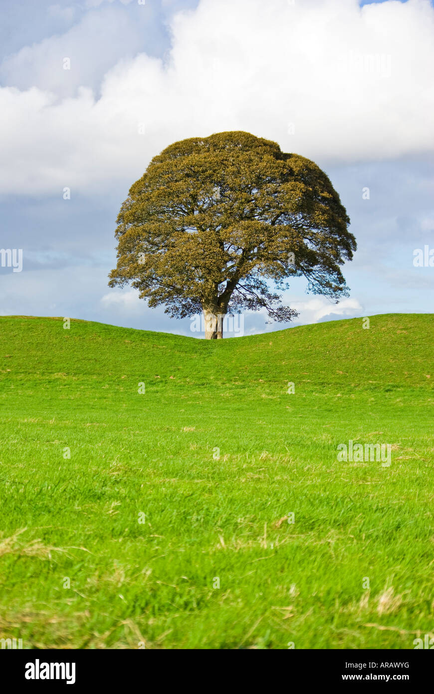 tree on earthwork, Giant's Ring, Lagan valley, Belfast, Northern ...