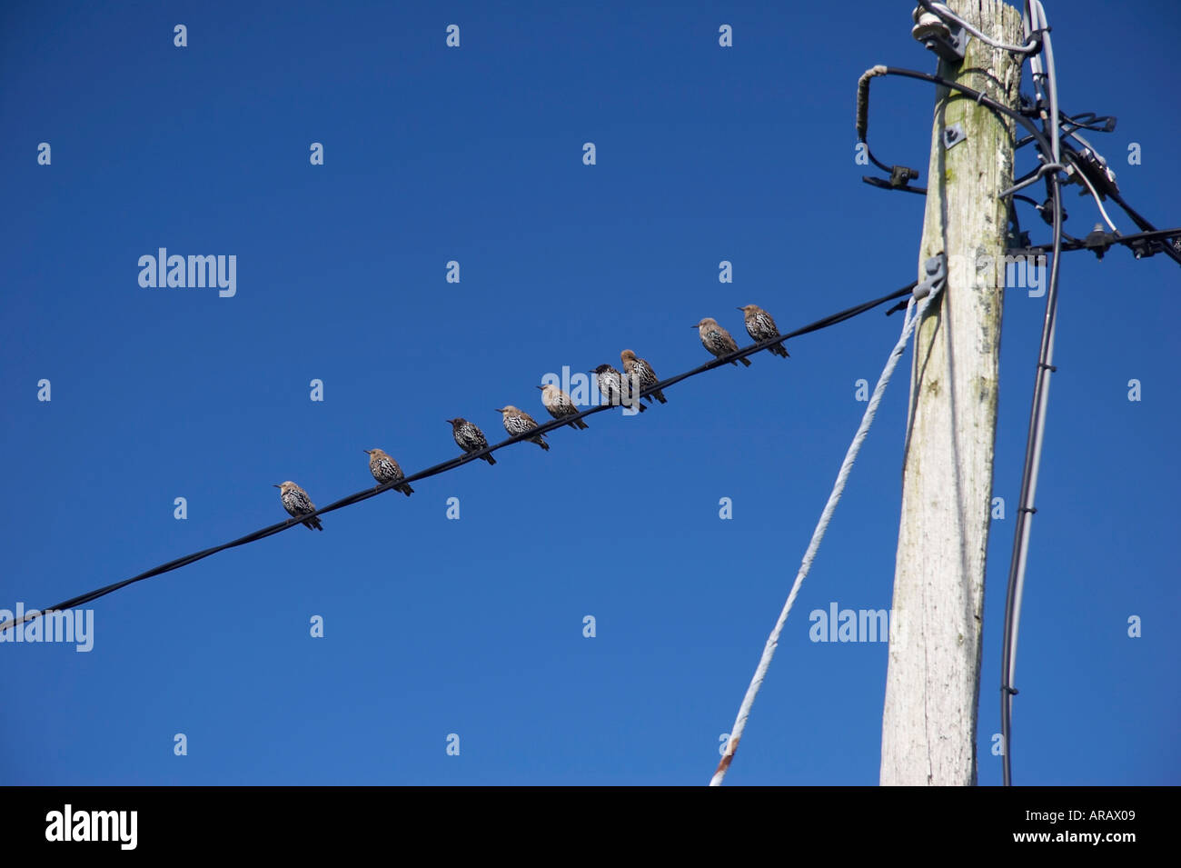 Line of birds hi-res stock photography and images - Alamy