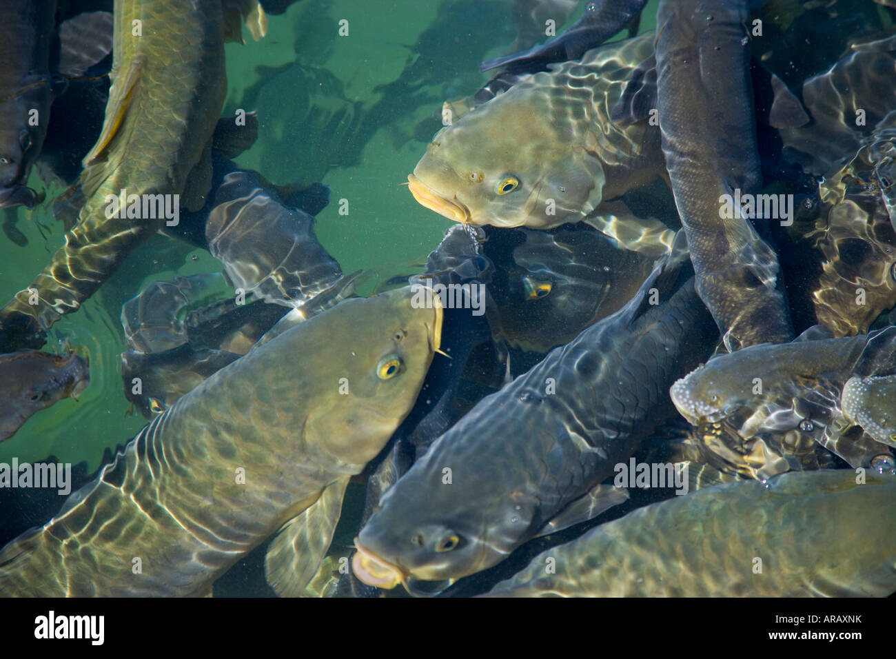 Holy carp in the Pool of Abraham Ibrahim by Halil ur Rahman Friend of ...