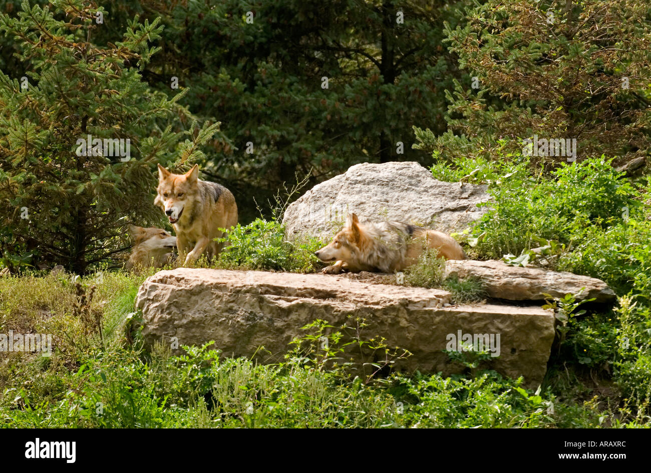 Wolf pack alpha female hi-res stock photography and images - Alamy