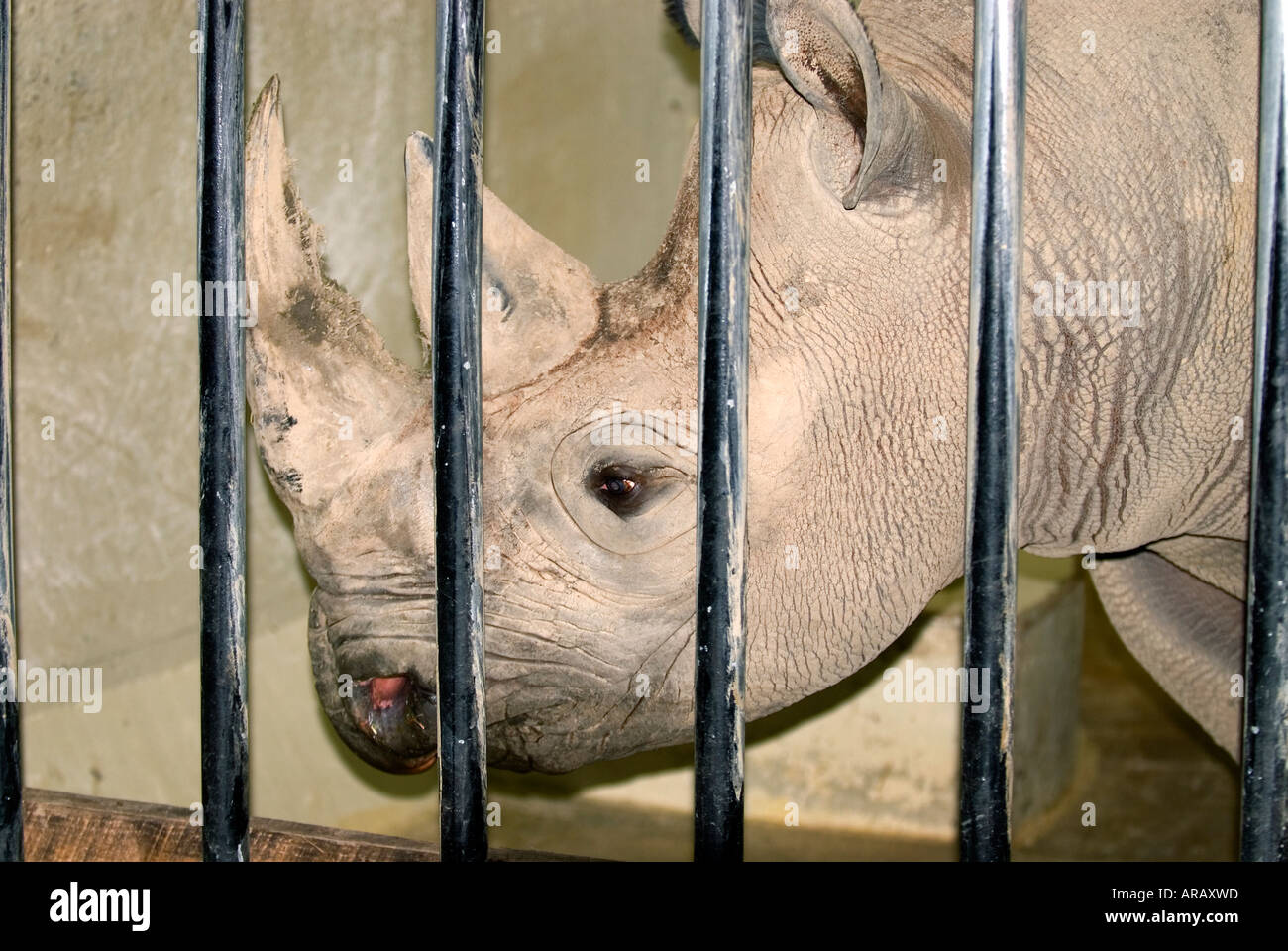 Zoo bars rhino hi-res stock photography and images - Alamy