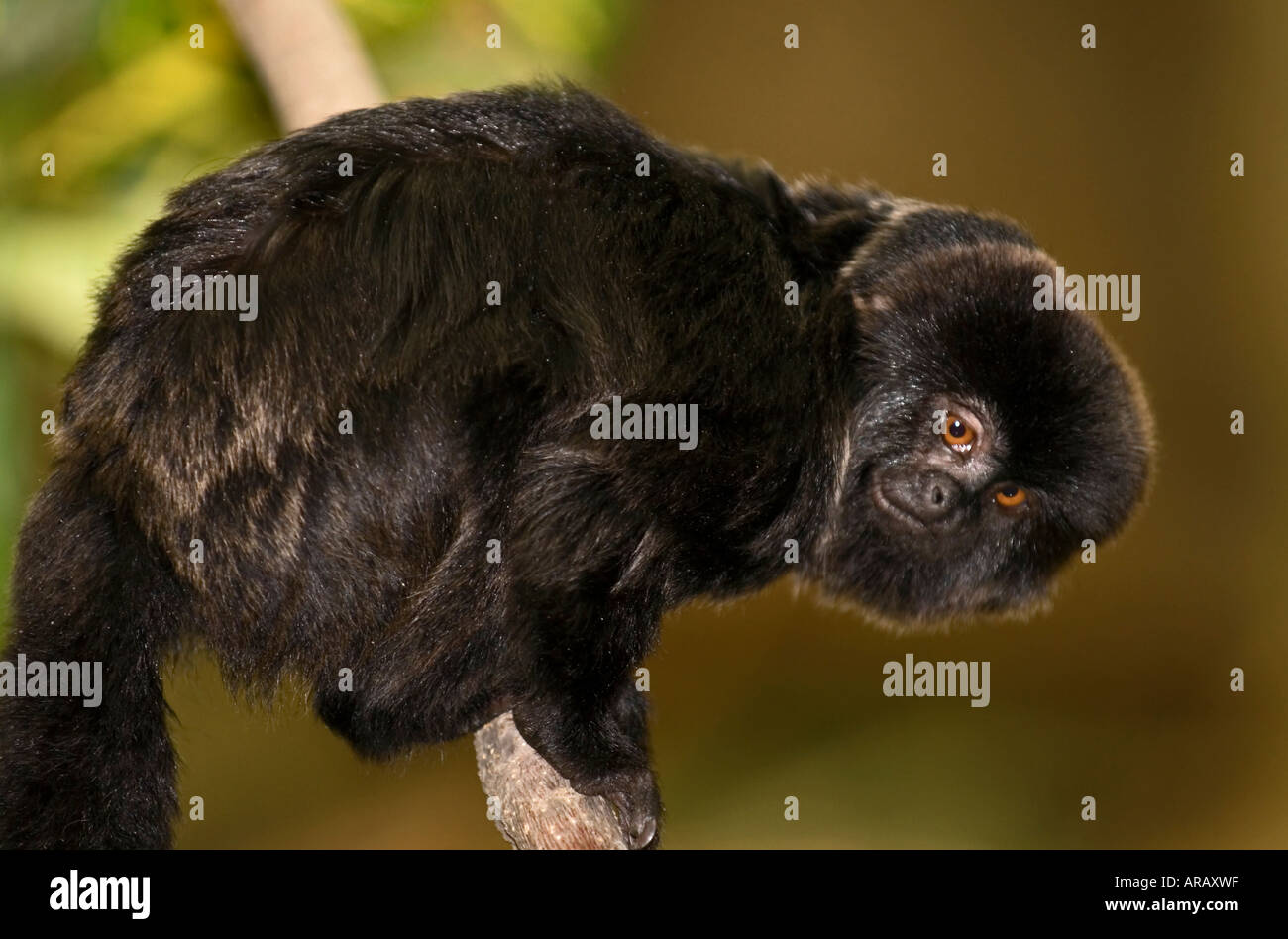 Monkey genetics hi-res stock photography and images - Alamy