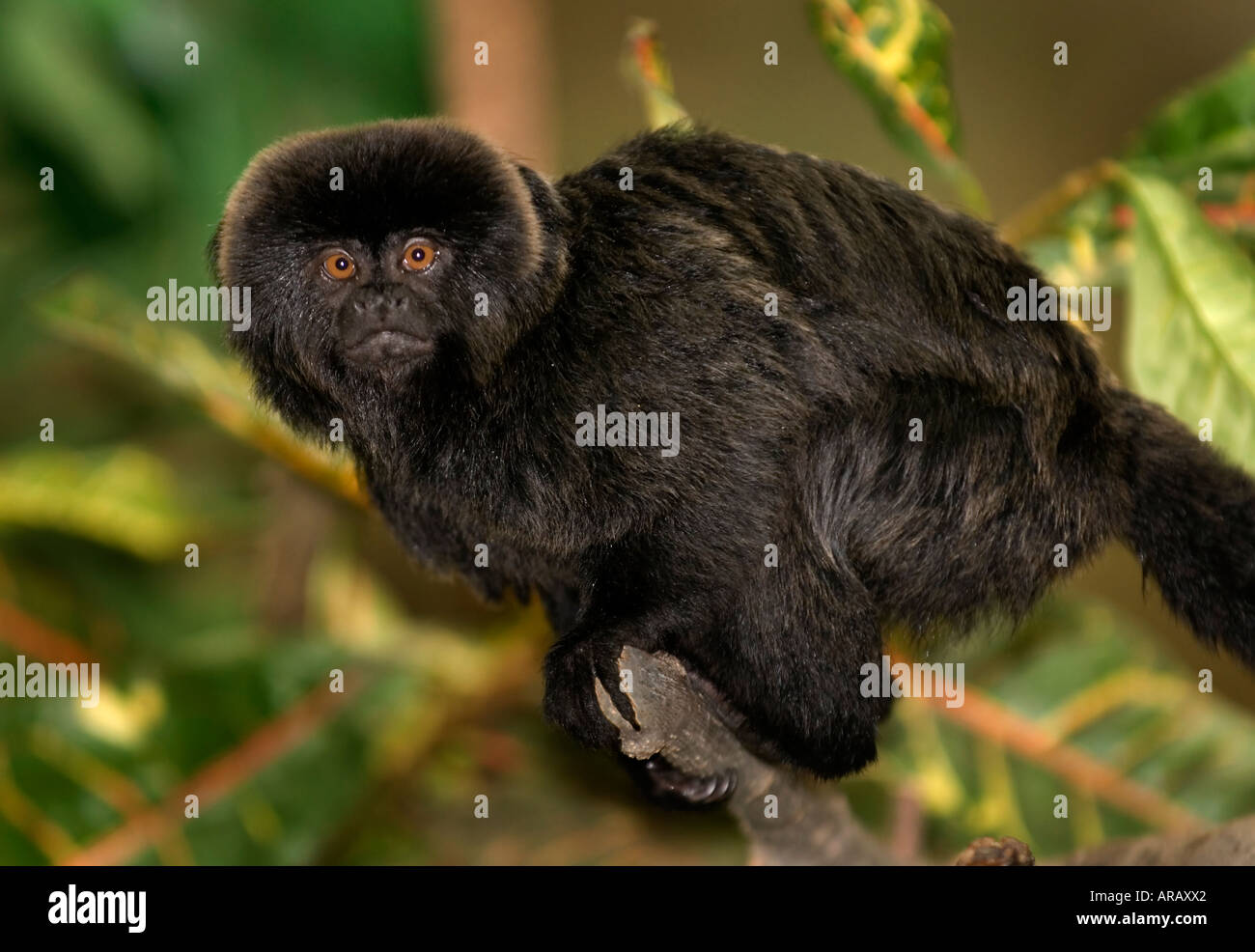 Claw monkey hi-res stock photography and images - Alamy