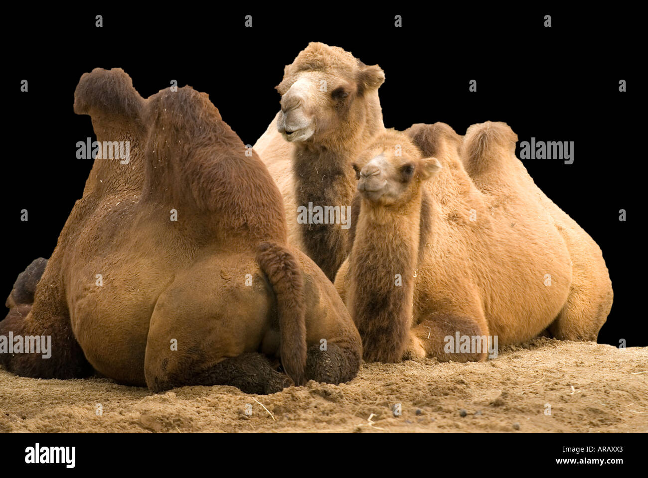 Camel with two humps hi-res stock photography and images - Alamy