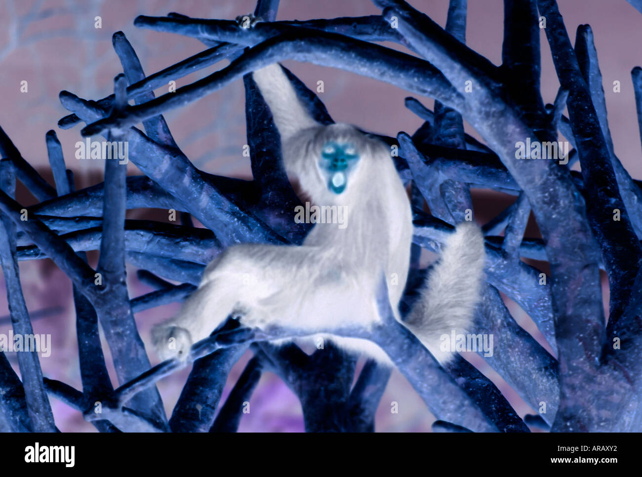 Ghost in Tree Stock Photo - Alamy