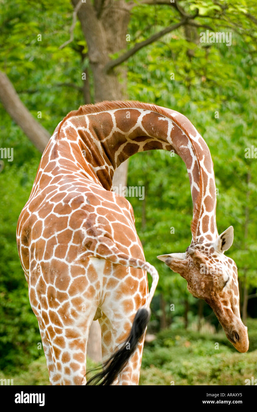 Animal neck bend hi-res stock photography and images - Alamy