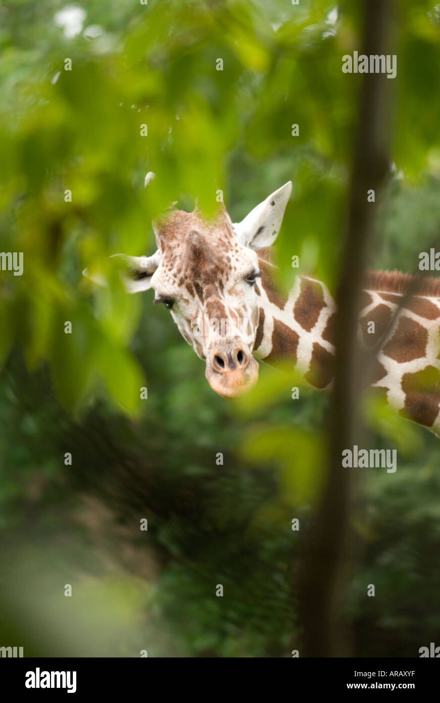 Giraffe Peering thru Trees Stock Photo - Alamy