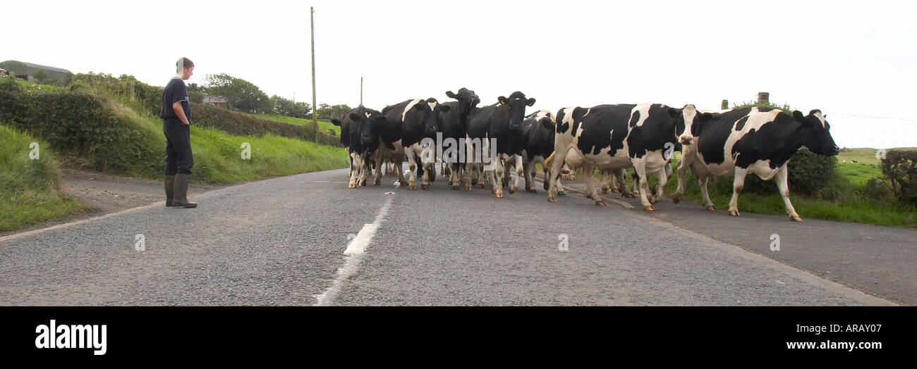 Cow cows mammal mammals hi-res stock photography and images - Alamy