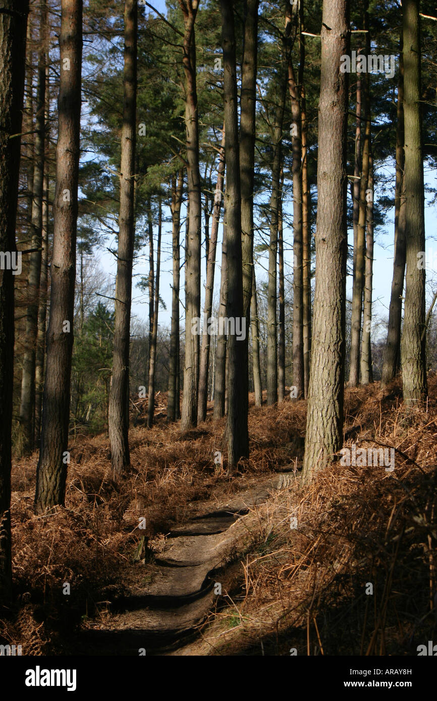 Path through pine trees Stock Photo - Alamy