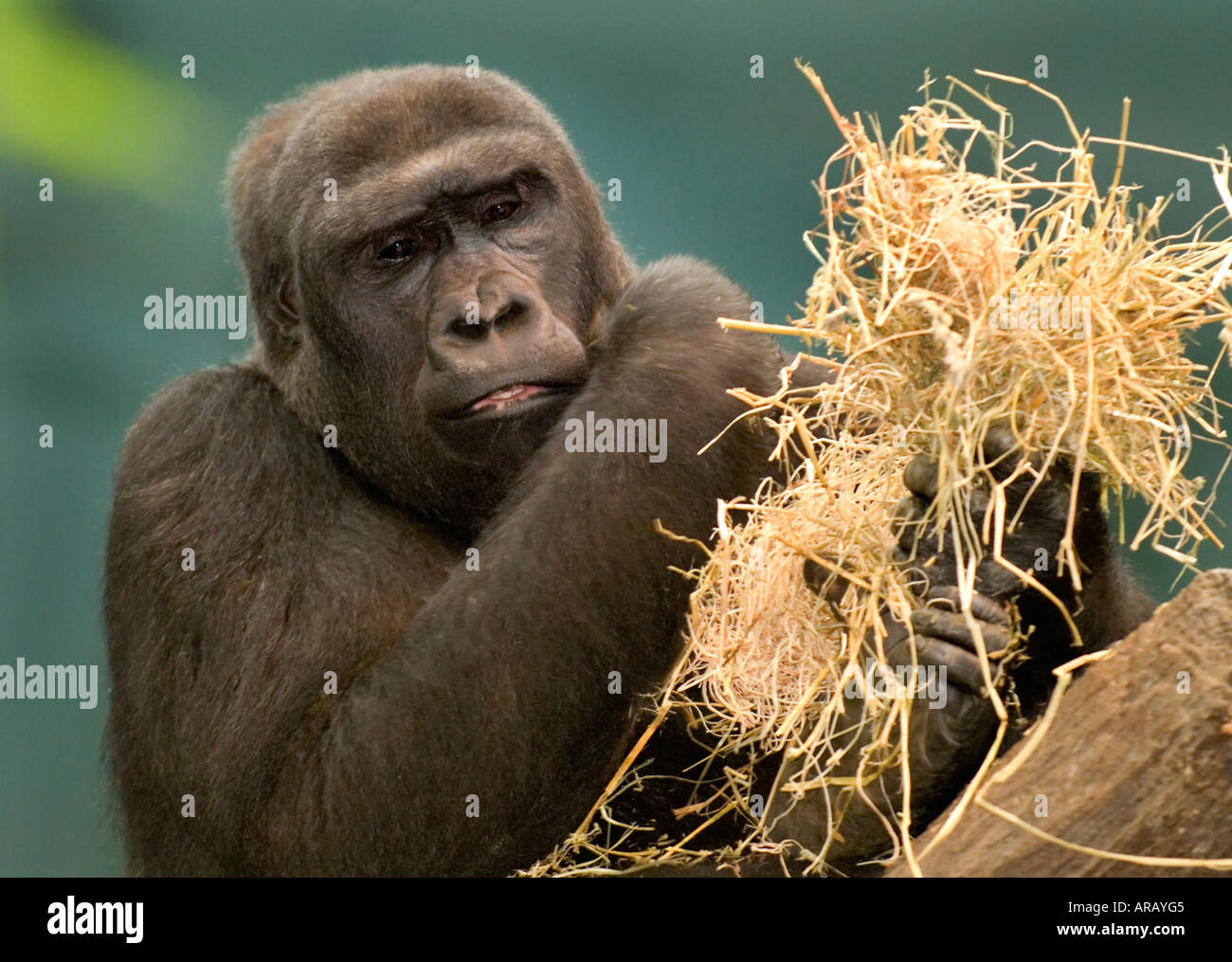 Extinct gorilla hi-res stock photography and images - Alamy