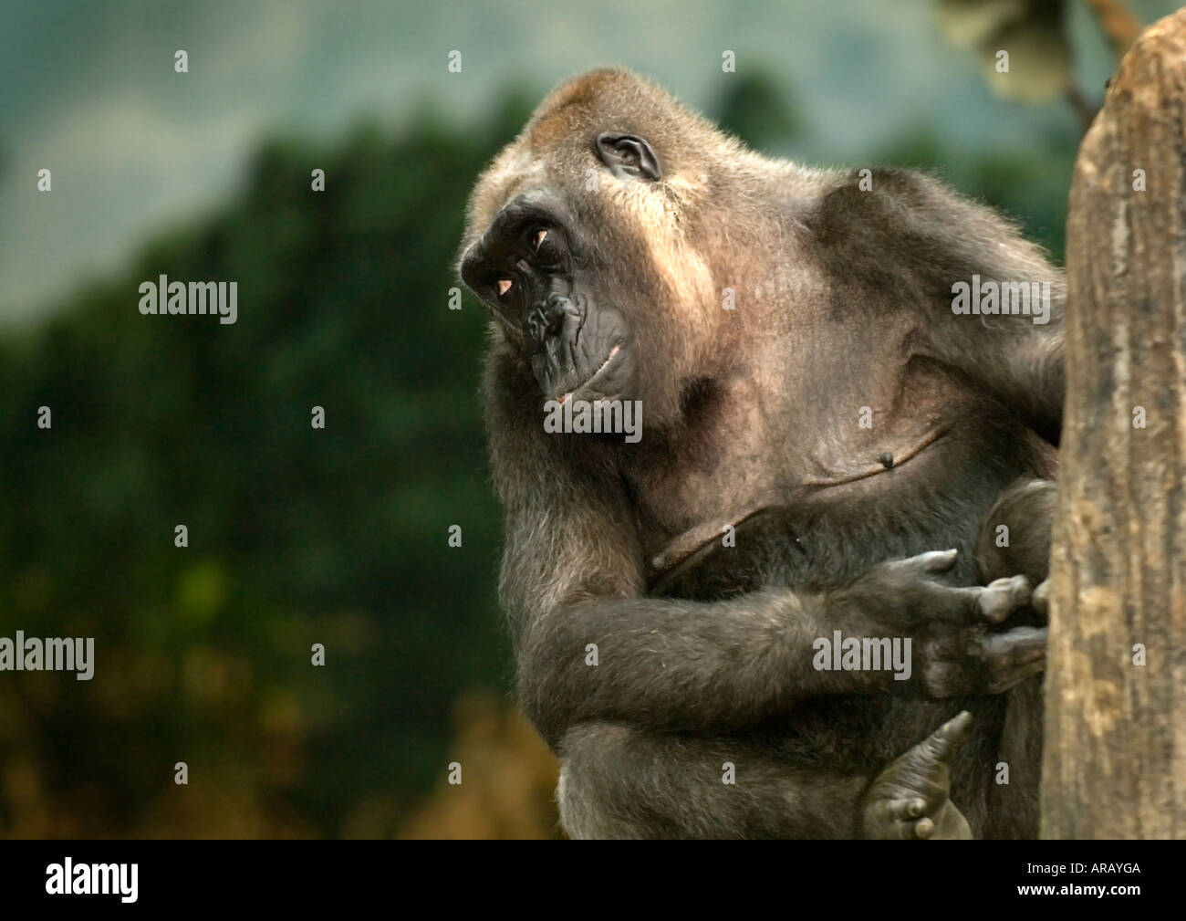 Extinct Gorilla High Resolution Stock Photography and Images - Alamy