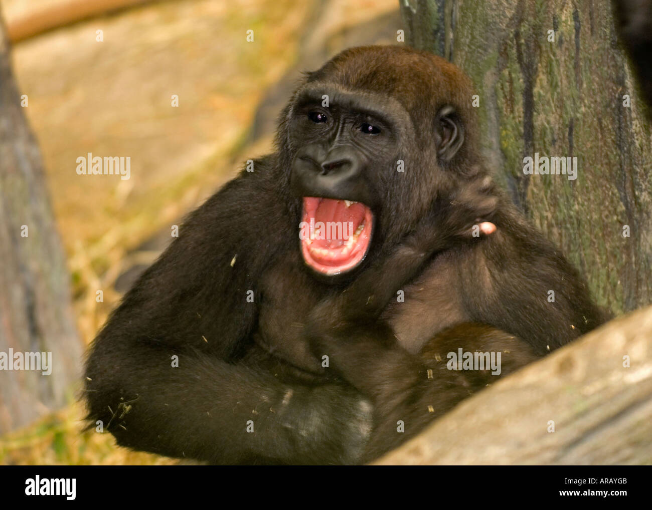 Baby mouthing hi-res stock photography and images - Alamy