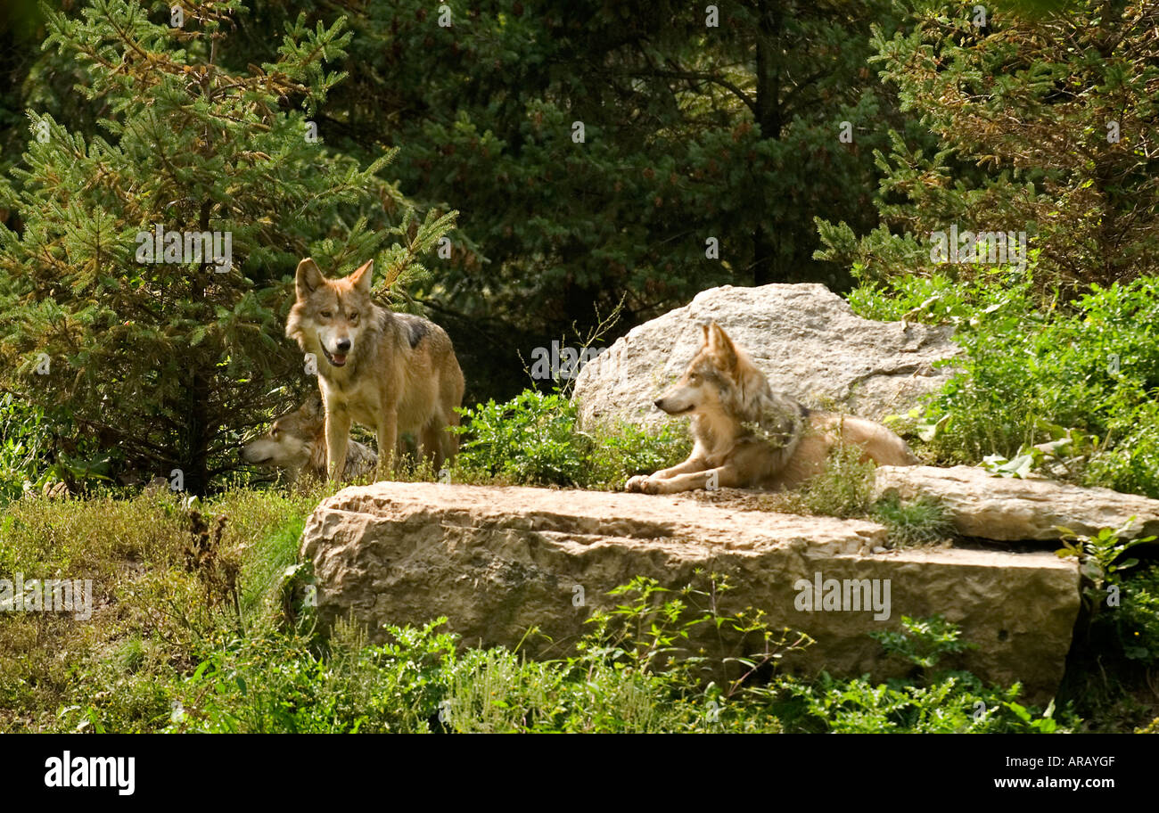 Mexican wolves hi-res stock photography and images - Alamy