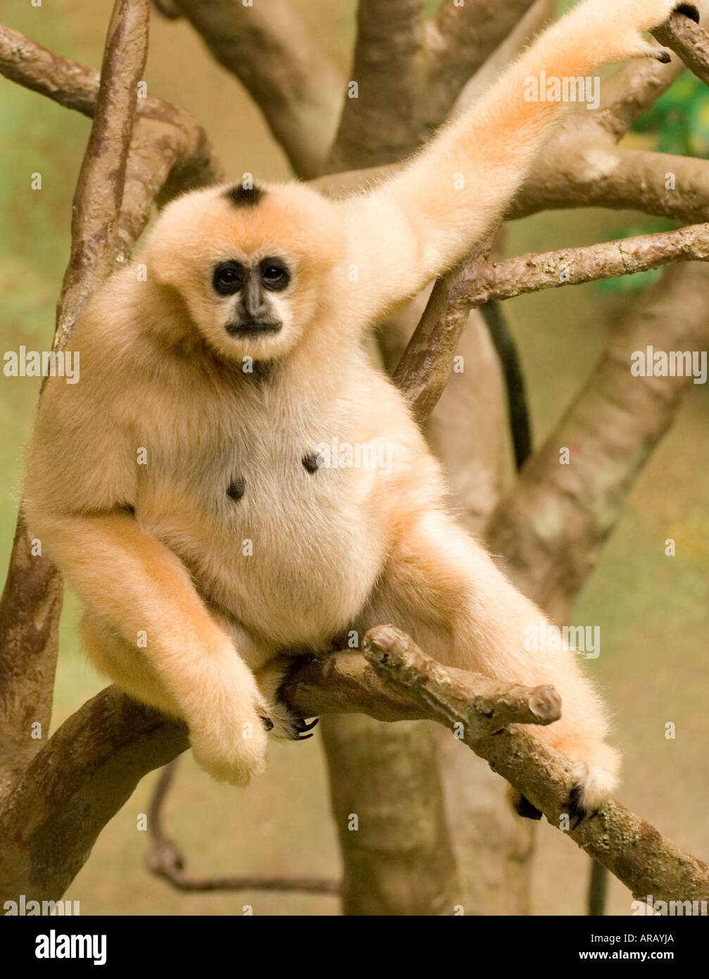 Gibbon evolution hi-res stock photography and images - Alamy