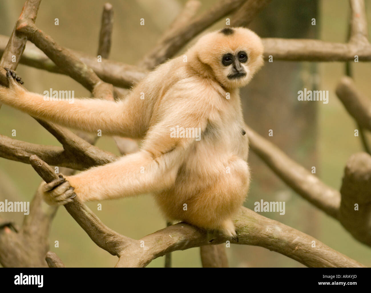 White Cheeked Gibbon Stock Photo - Alamy