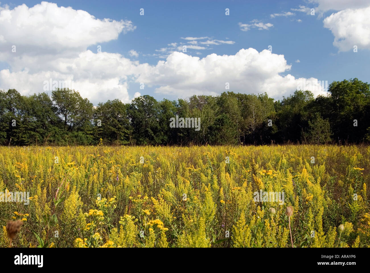 Butterfly Meadow 3 Stock Photo - Alamy