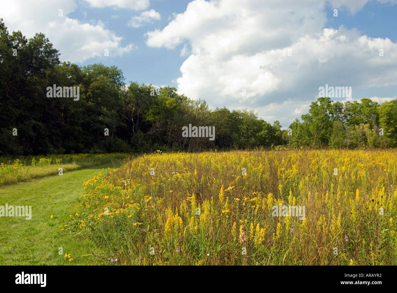 Prairie ecosystem hi-res stock photography and images - Alamy