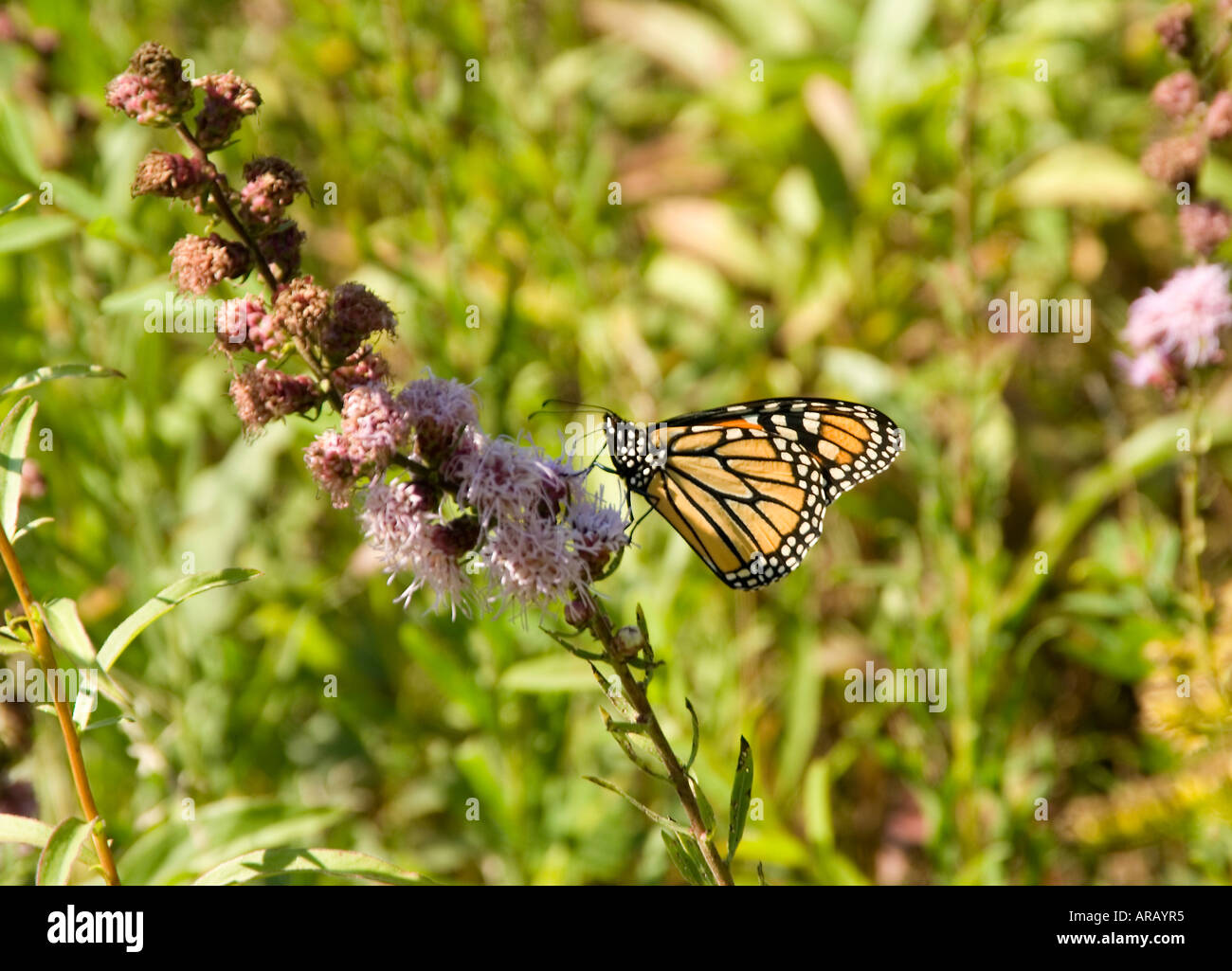 Monarch Butterfly & Wild Flower Stock Photo - Alamy